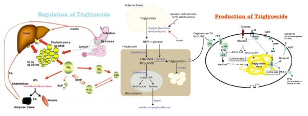 Triglycerides (TG) - Significance, Characteristics, Function ...