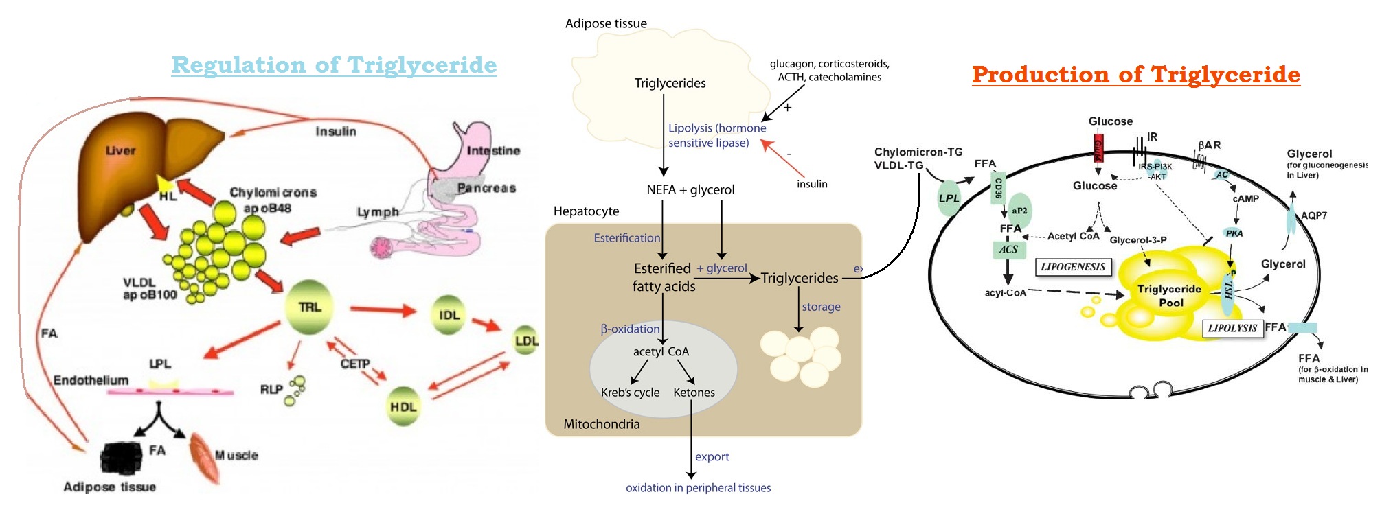 Triglycerides (TG) - Significance, Characteristics, Function & Laboratory Analysis - MedicoInfo