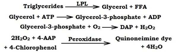 Triglycerides (TG) - Significance, Characteristics, Function ...