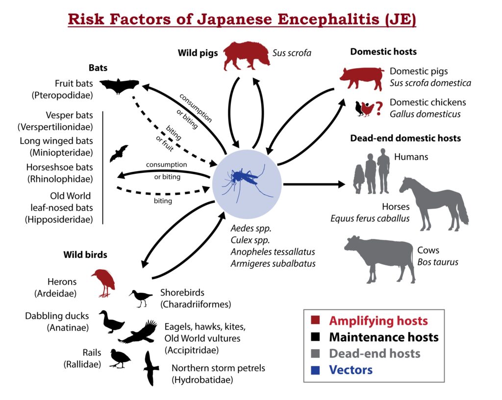 Japanese encephalitis (JE): Sign and Symptoms, Causes, Risk factors ...