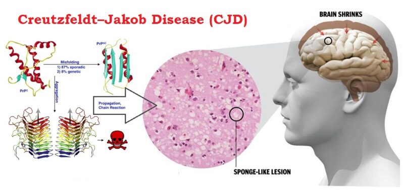 MCQs on Kidney Function (KFT) - MedicoInfo